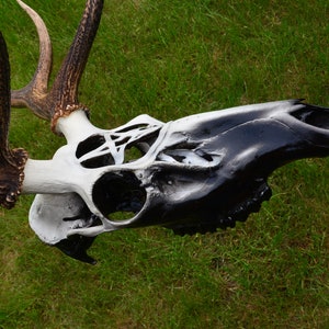 EXCLUSIVE Carved Deer Skull With Carved Pentagram Real Deer Skull Home ...