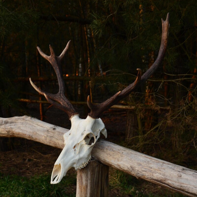 Mounted Deer Antlers - Etsy