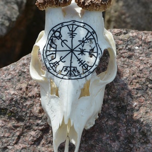Custom Project on a Fallow Deer Skull, for Your Own Antler Set Mounting ...