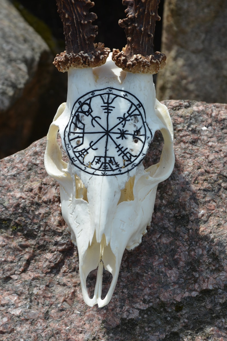 Custom Project on a Fallow Deer Skull for Your Own Antler - Etsy