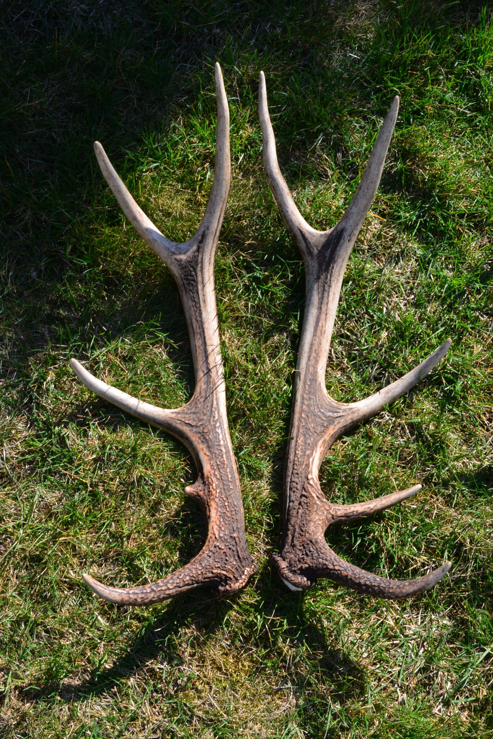 Europäische Rothirsch Geweih SET Paar Rothirsch Geweih Hirsch | Etsy