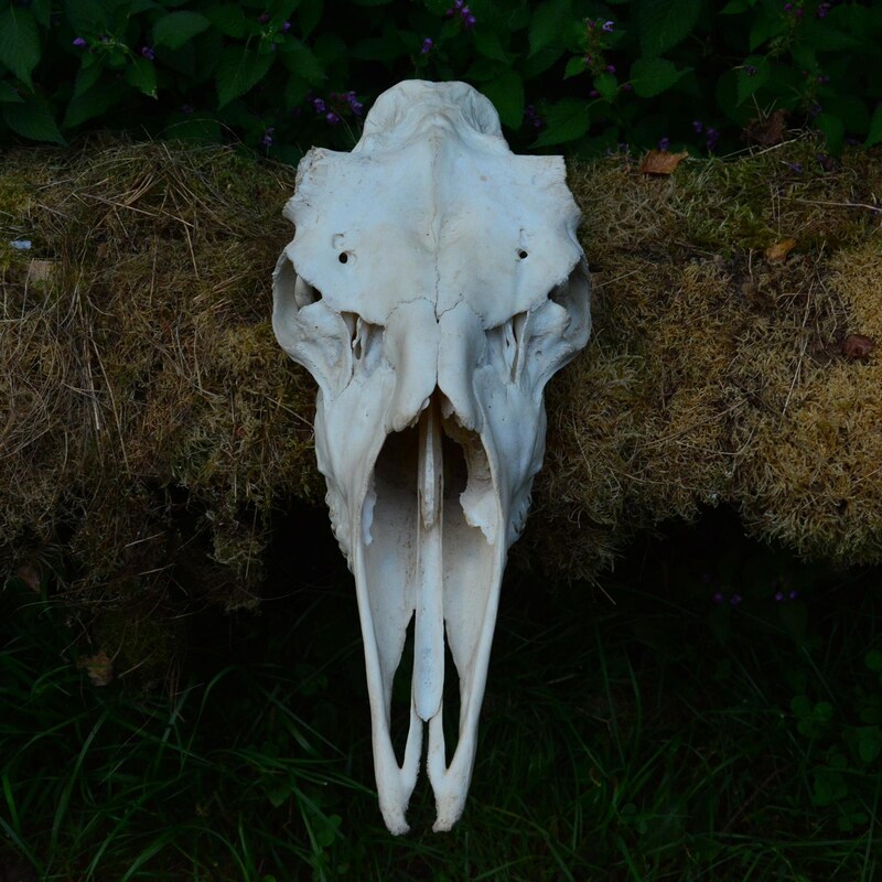 Moose Skull - Etsy