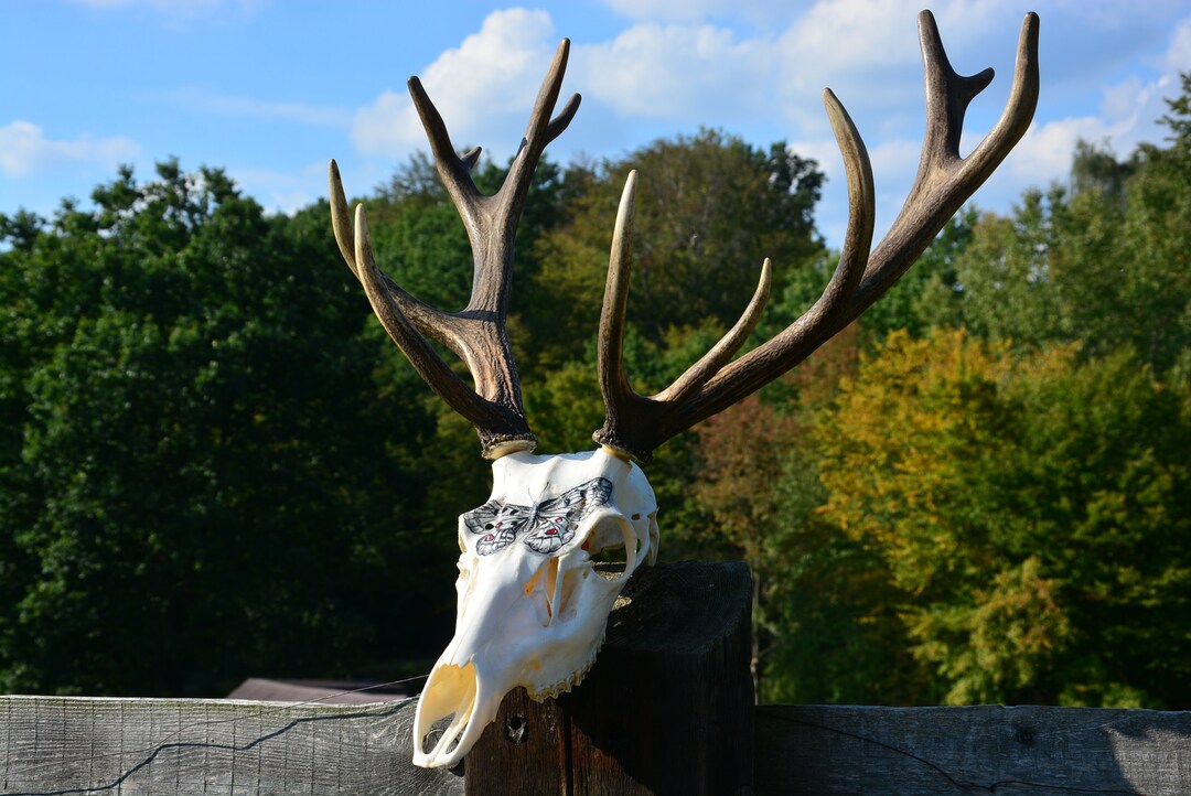Painted Red Deer Skull cervus Elaphus With Apollo Butterfly parnassius ...