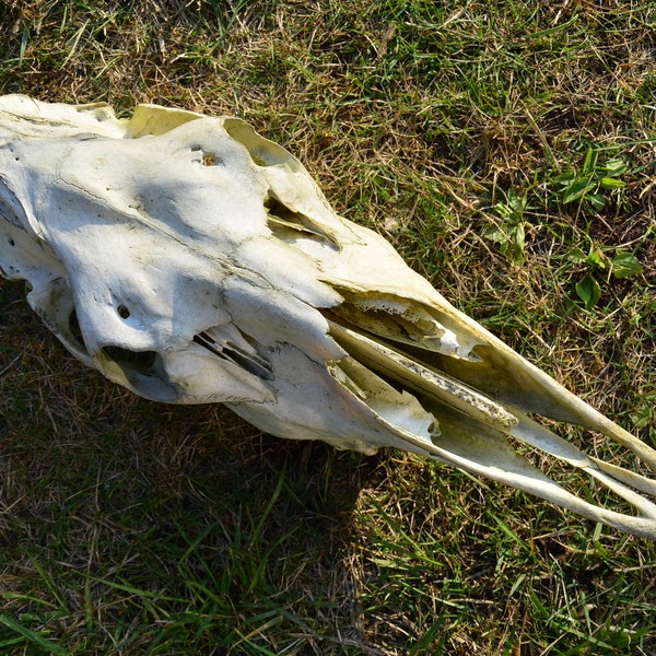 Moose Skull - Etsy