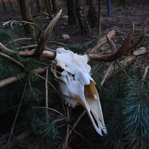 Authentic Moose Skull alces Alces Central European Moose Skull With ...