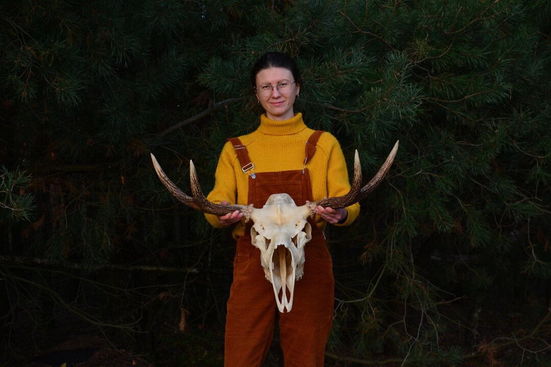 Authentic Moose Skull, (alces Alces), Central European Moose, Skull ...