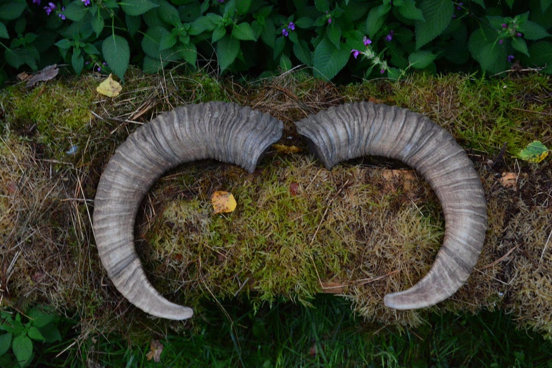 Beautiful Mouflon Horns, Pair of Horns, Home Decor, Custom Skull ...