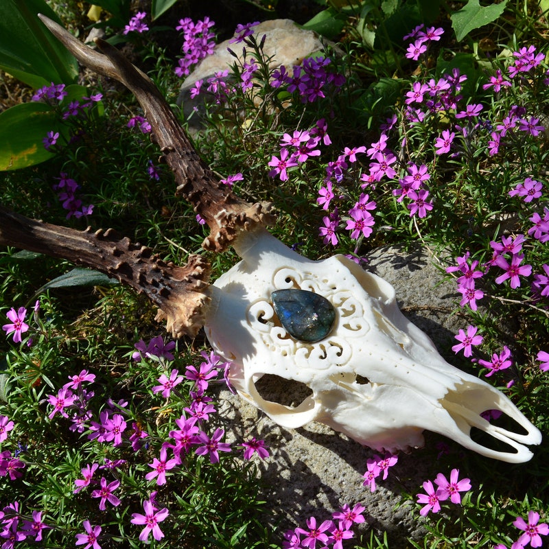 Real Animal Skull - Etsy
