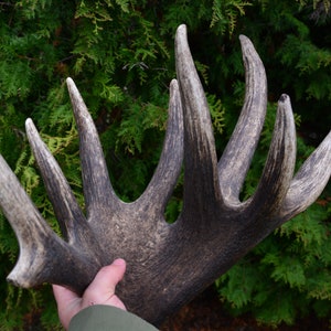RECORD ANTLER Huge Single Red Deer Shed Antler 3,5kg TROPHAE Very Rare ...