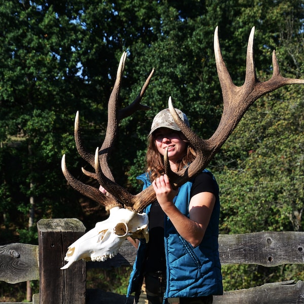 Real Deer Antlers - Etsy