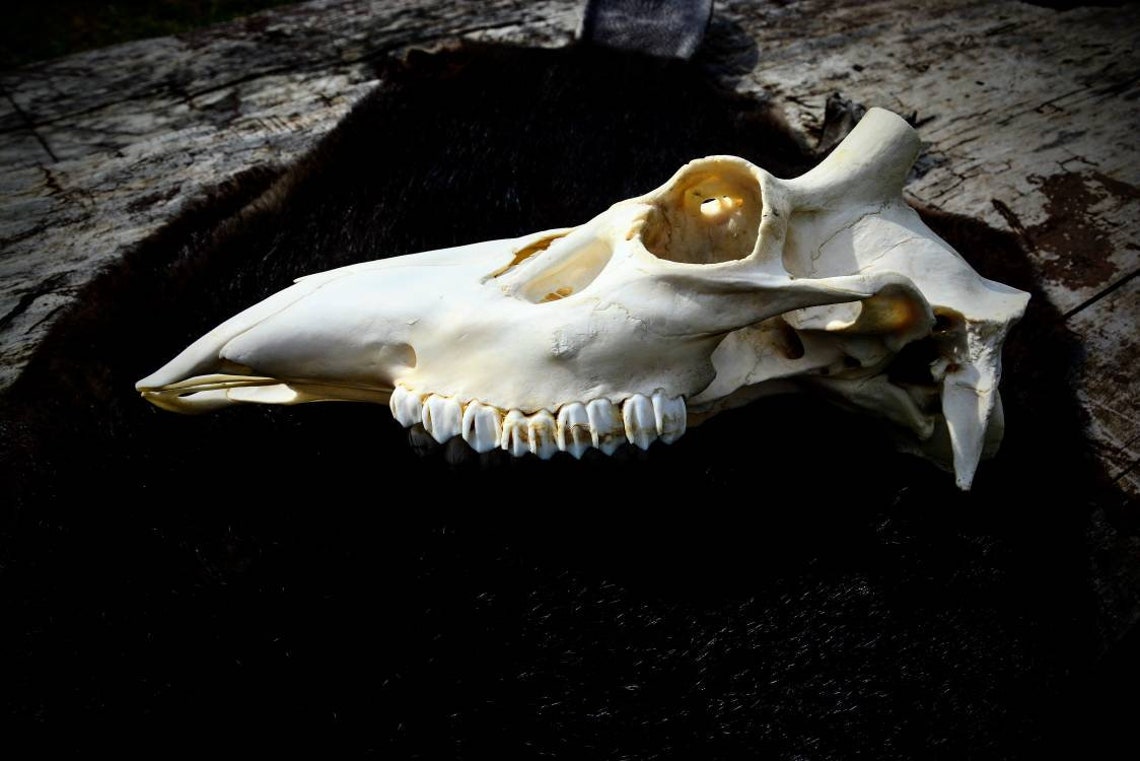 Real Deer Skull Big Skull of European Red Deer for Antlers - Etsy