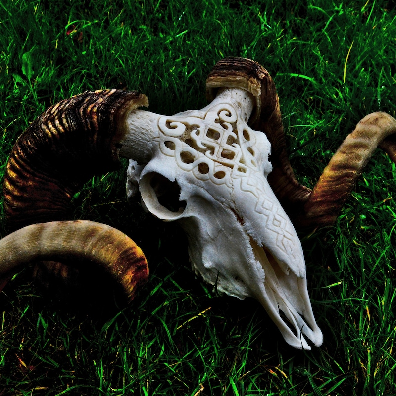 Real Animal Skull - Etsy