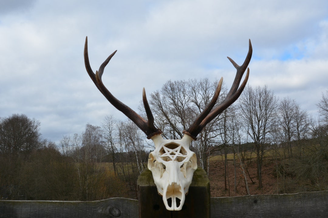 Carved Deer Skull With Carved Pentagram, Real Deer Skull, Home Decor ...