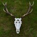 EXCLUSIVE Carved Deer Skull With Carved Pentagram Real Deer Skull Home ...