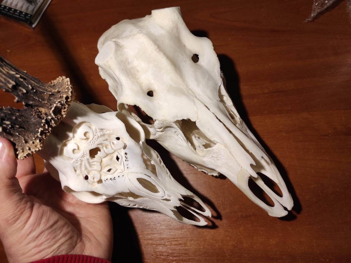 Custom Project on a Fallow Deer Skull for Your Own Antler - Etsy