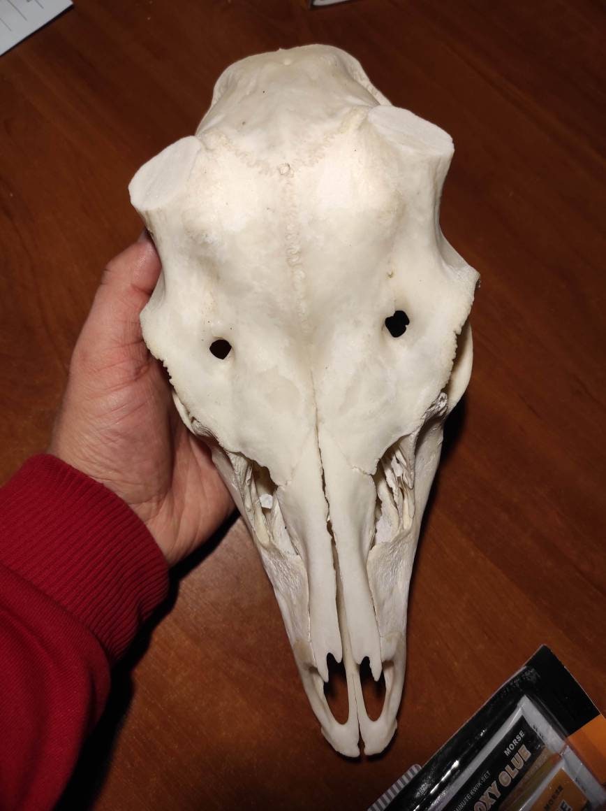 Custom Project on a Fallow Deer Skull for Your Own Antler - Etsy