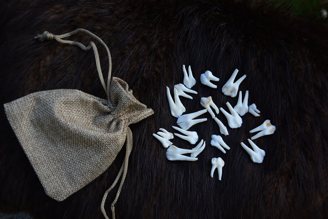 20x Wild Boar TEETH Clean and WHITE sus Scorfa for Crafts - Etsy
