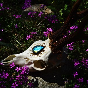 Custom Project on a Fallow Deer Skull, for Your Own Antler Set Mounting ...