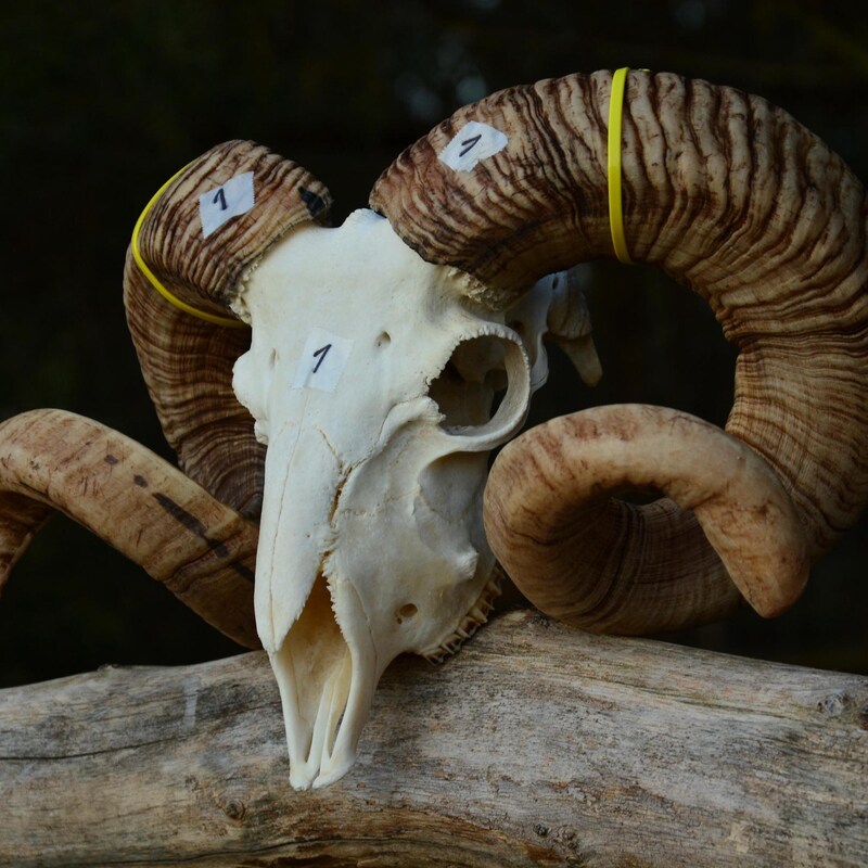 Real Animal Skull - Etsy