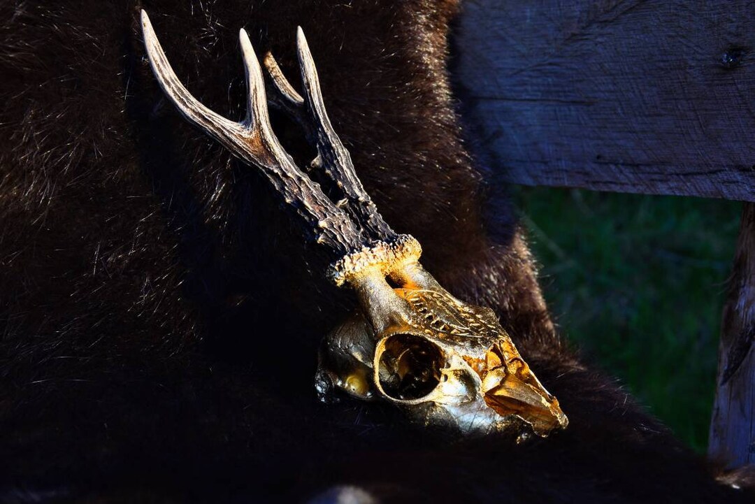 Gold Painted Carved Deer Skull With Antlers - Witch Decor - Etsy