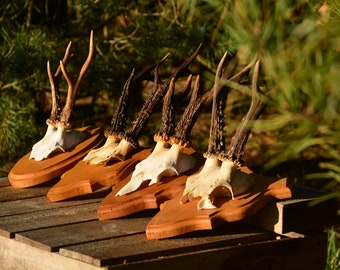 Custom Project on a Fallow Deer Skull for Your Own Antler - Etsy