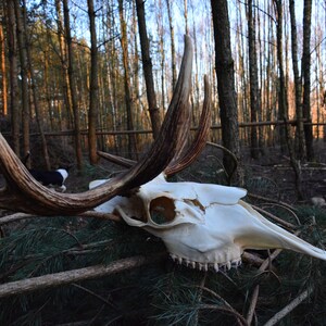 Authentic Moose Skull alces Alces Central European Moose Skull With ...