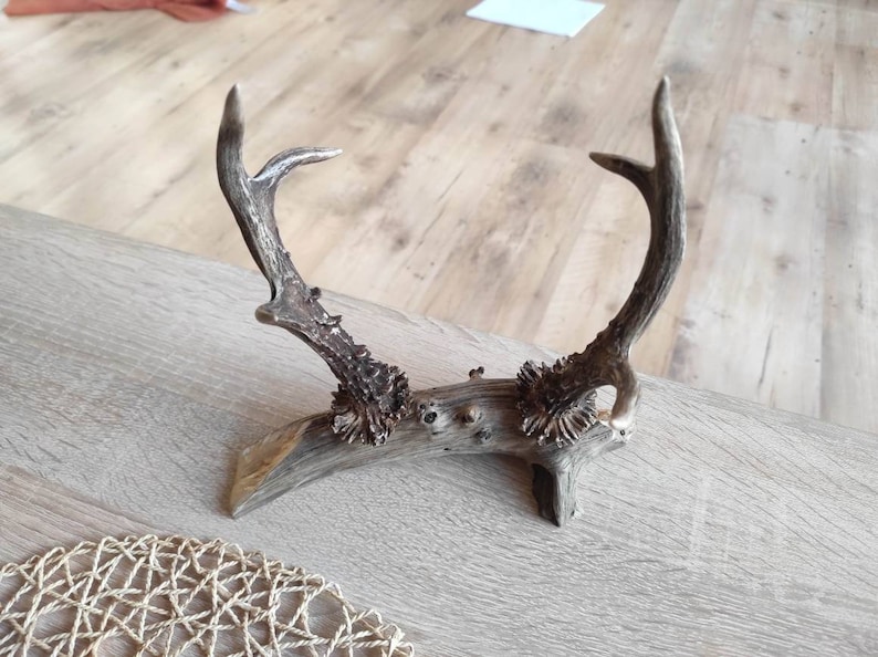 Knife Holder Roe Deer Antler and Elm Wood Knife Not - Etsy