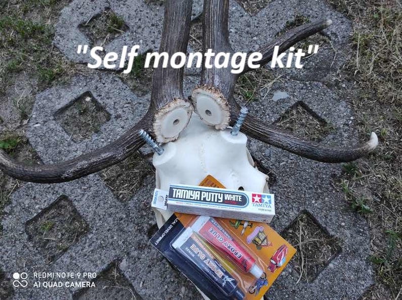 Real Red Deer Skull Mount, Taxidermy Antlers, Western Decor - Etsy