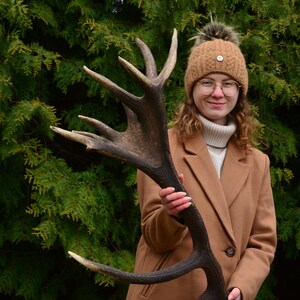RECORD ANTLER Huge Single Red Deer Shed Antler 3,5kg TROPHAE Very Rare ...
