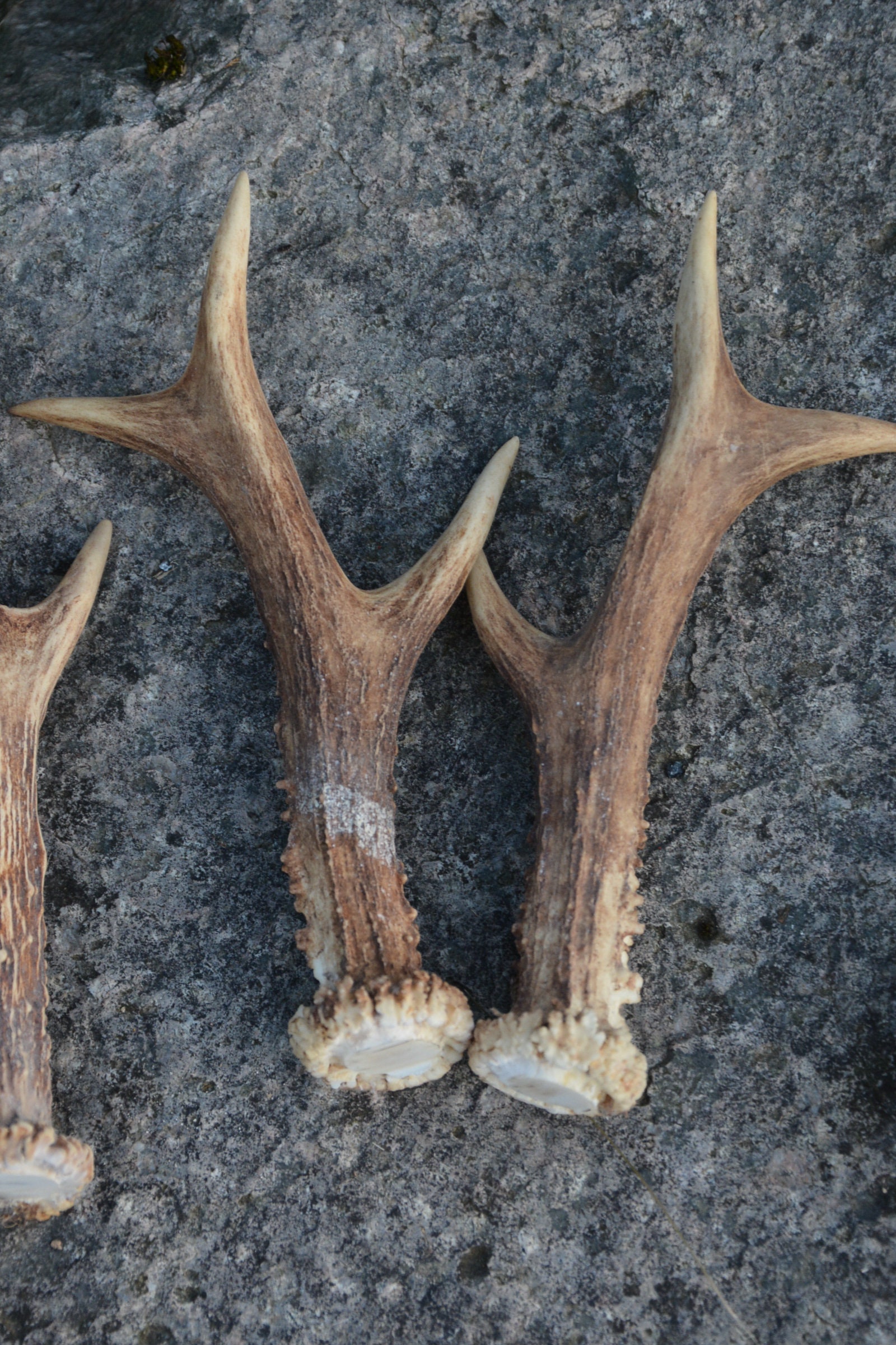 European roe deer antler SET Real natural antler PAIR shed | Etsy