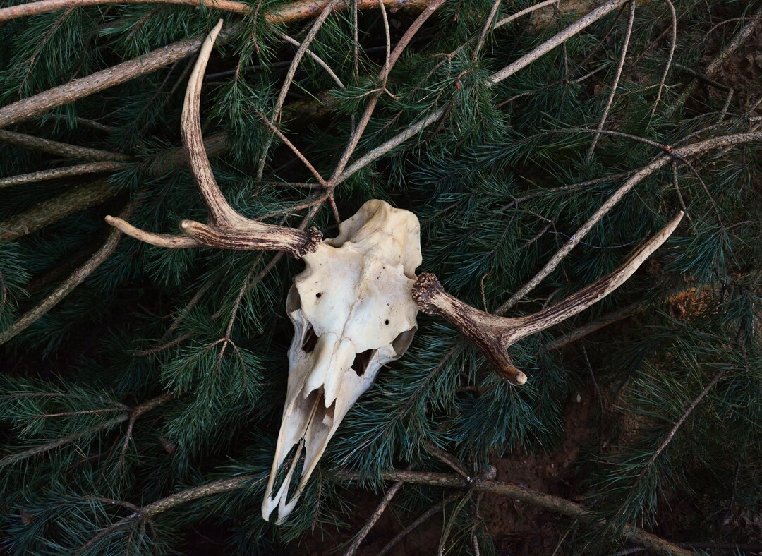 Authentic Moose Skull, (alces Alces) Central European Moose, Skull With ...