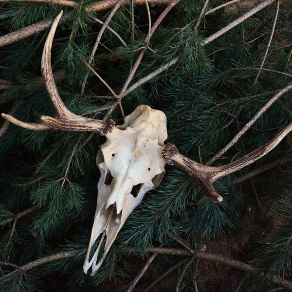 Skull With Antlers - Etsy