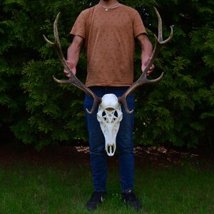 EXCLUSIVE Carved Deer Skull With Carved Pentagram Real Deer Skull Home ...
