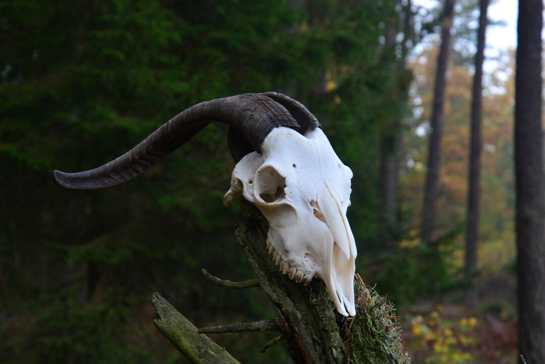 Real Greek Goat Skull, Skull With Horns, Home Decor, Present for Her ...