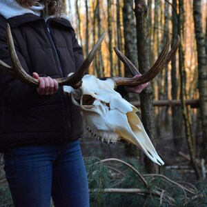 Authentic Moose Skull alces Alces Central European Moose Skull With ...