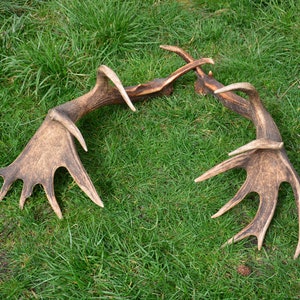 3x RECORD ANTLERS - Lower Price Until New Year's!! Huge Red Deer Pair ...