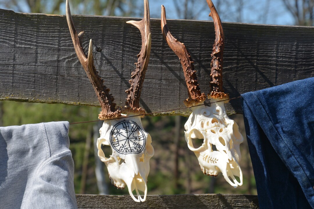 Roe Deer Skull, Carved Roe Deer Skull, Real European Roe Deer, Skull ...