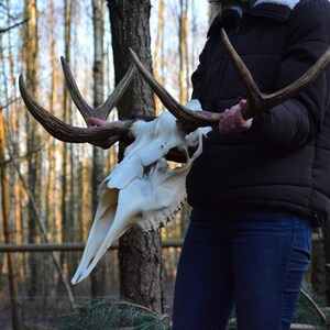 Authentic Moose Skull alces Alces Central European Moose Skull With ...