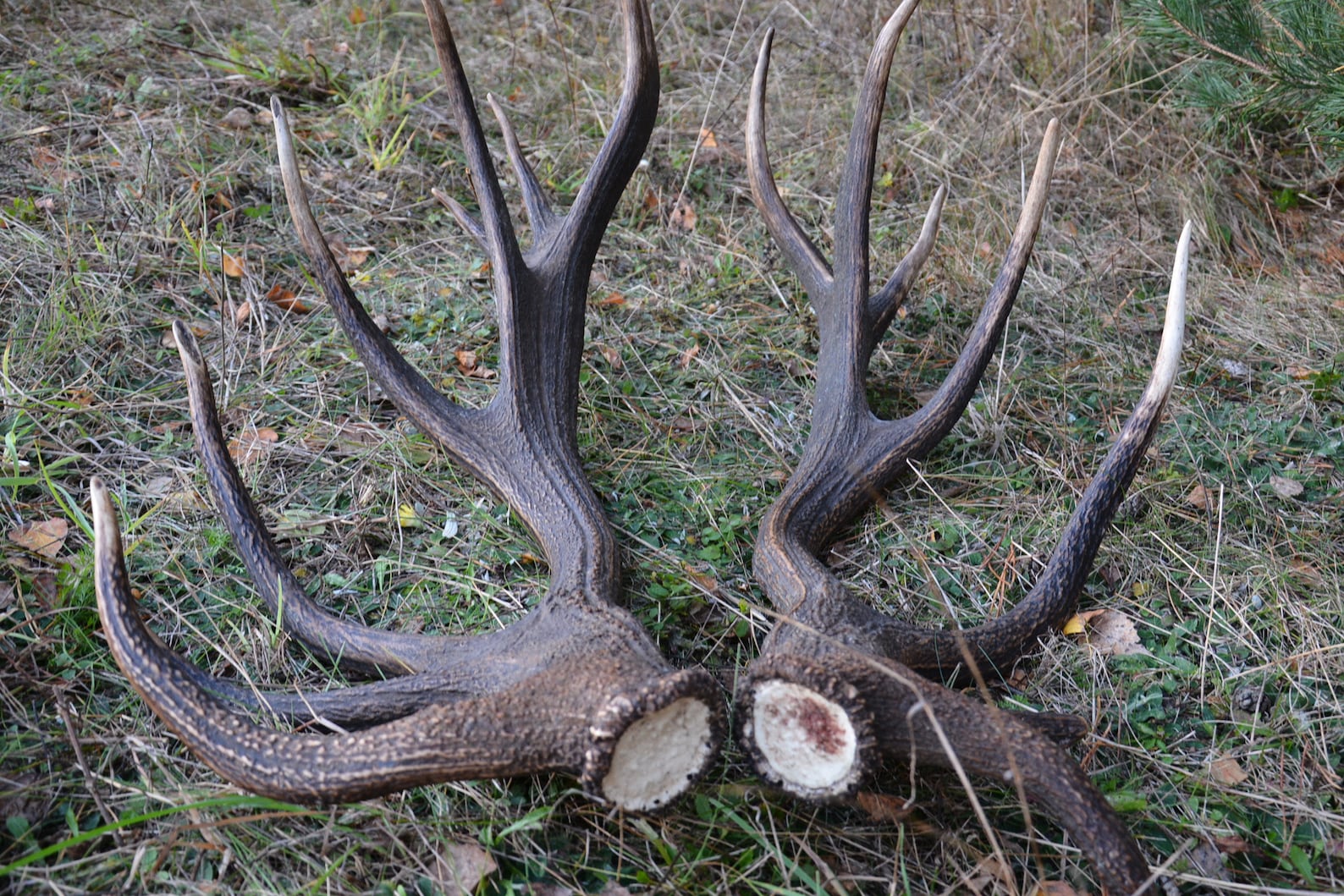On Stock European Red Deer Shed Antler Real Shed Animal Wall - Etsy