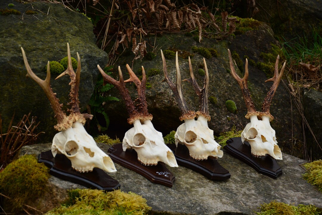 VINTAGE Roe Deer Skull Plain Deer Skull With Antler Mounted to a Wooden ...