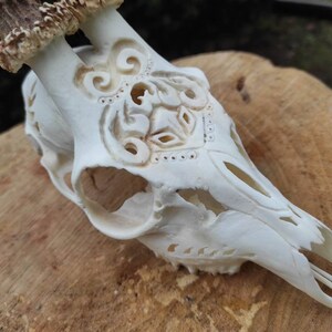 MADE TO ORDER Real Deer Skull Carved Deer Skull Deer With Antlers ...