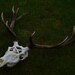 EXCLUSIVE Carved Deer Skull With Carved Pentagram Real Deer Skull Home ...