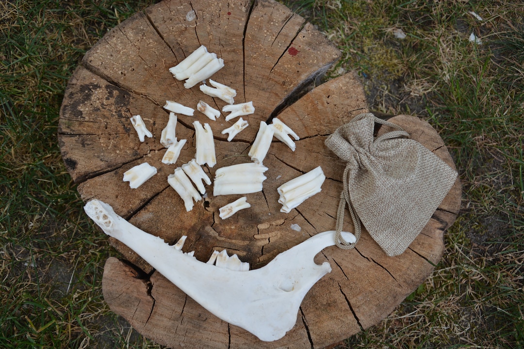 Genuine Goat Teeth Collection, Set of 10 Ethically Sourced Goat Teeth ...