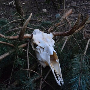Authentic Moose Skull alces Alces Central European Moose Skull With ...