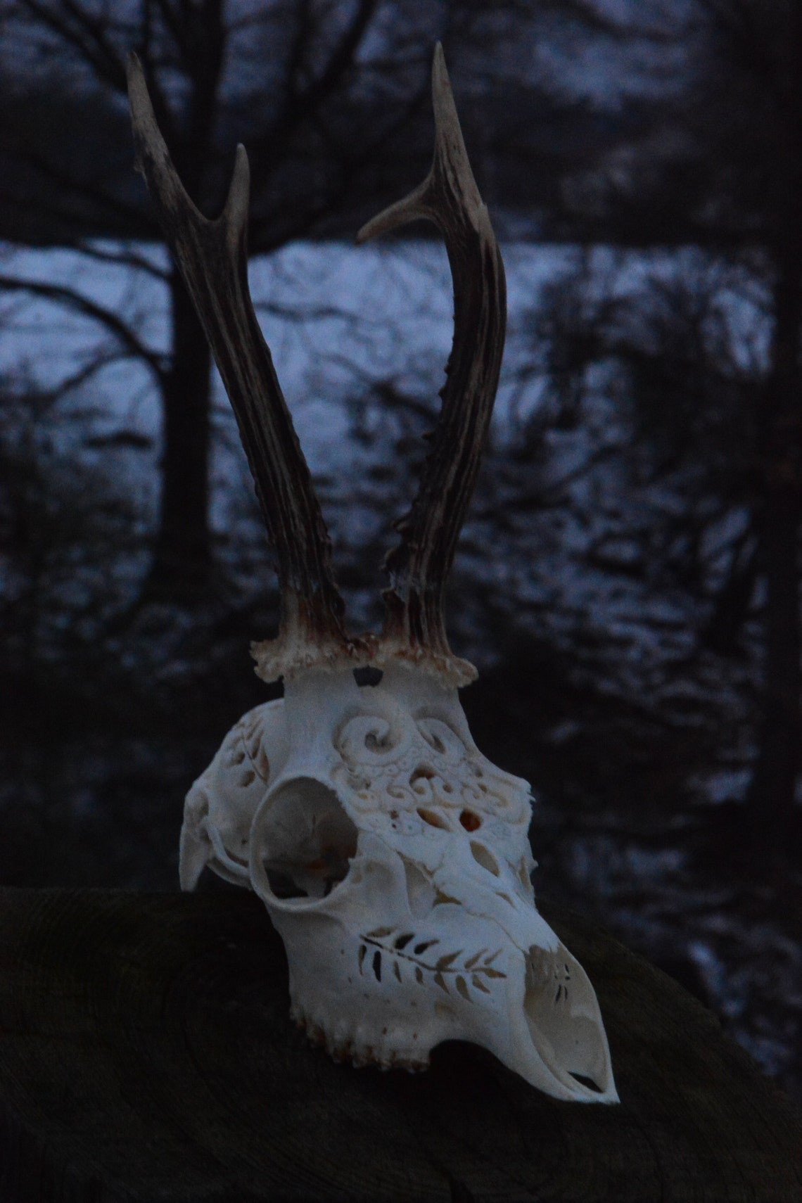 MADE TO ORDER Real deer skull Carved deer skull roe deer skull | Etsy