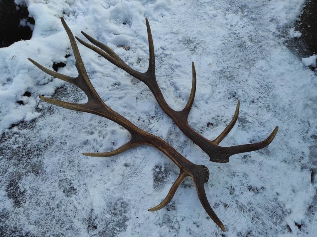 On Stock Deer Antlers SET Pair of Deer Shed Antler Stag European Red ...