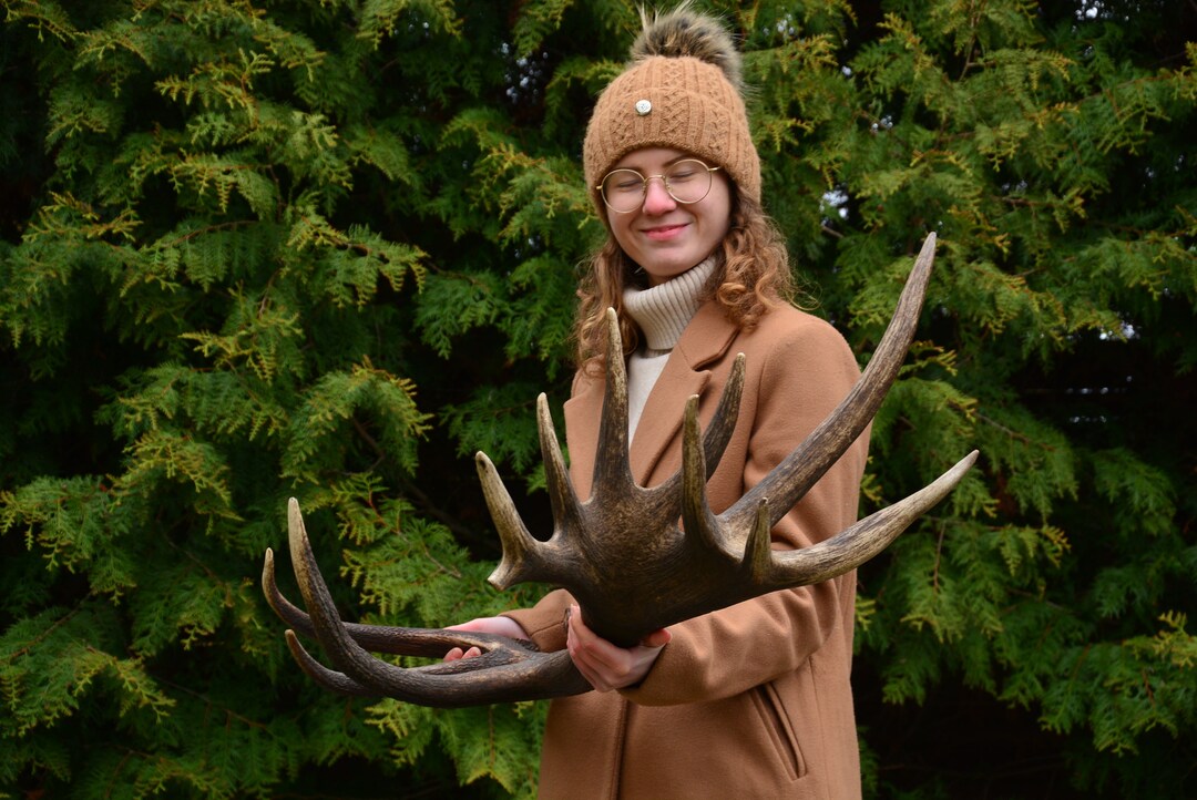 RECORD ANTLER Huge Single Red Deer Shed Antler 3,5kg TROPHAE Very Rare ...