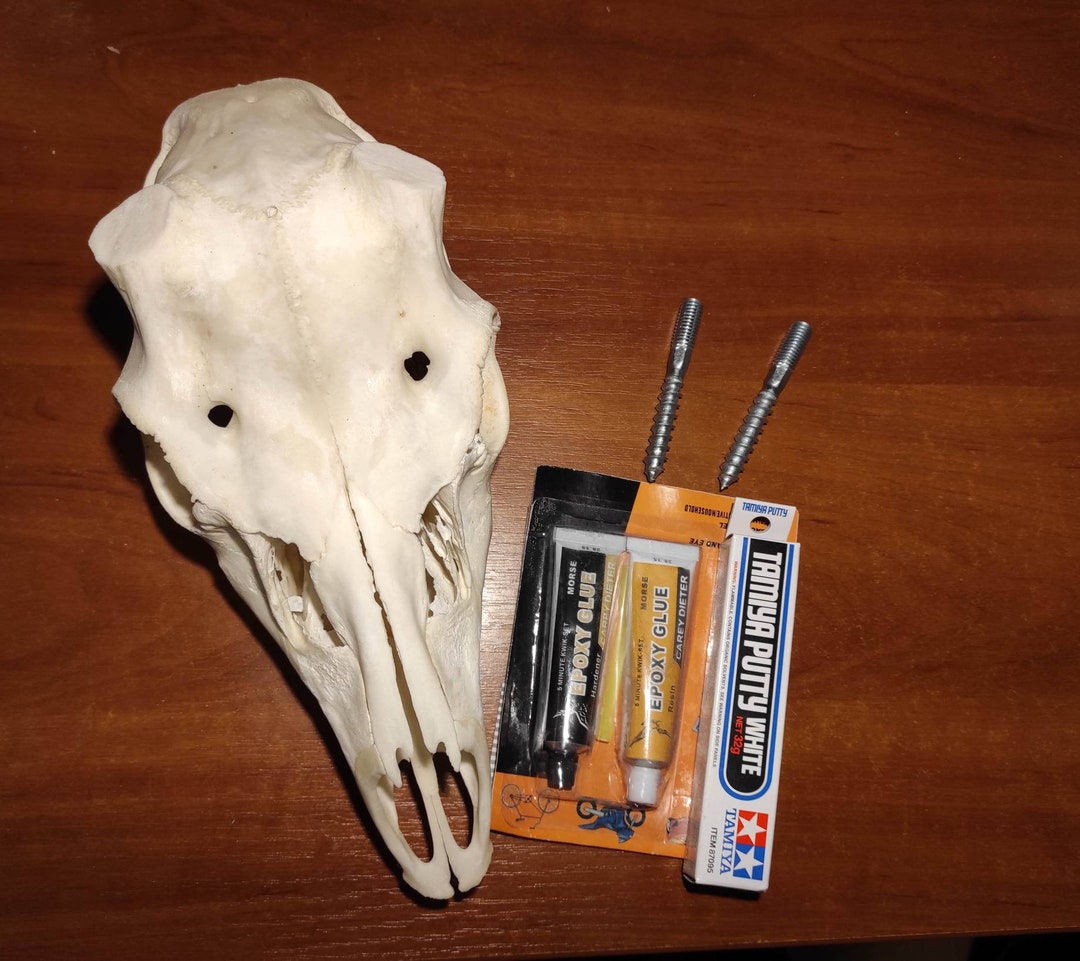 Custom Project on a Fallow Deer Skull, for Your Own Antler Set Mounting ...