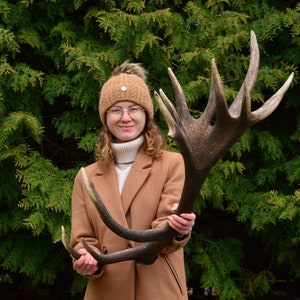 RECORD ANTLER Huge Single Red Deer Shed Antler 3,5kg TROPHAE Very Rare ...