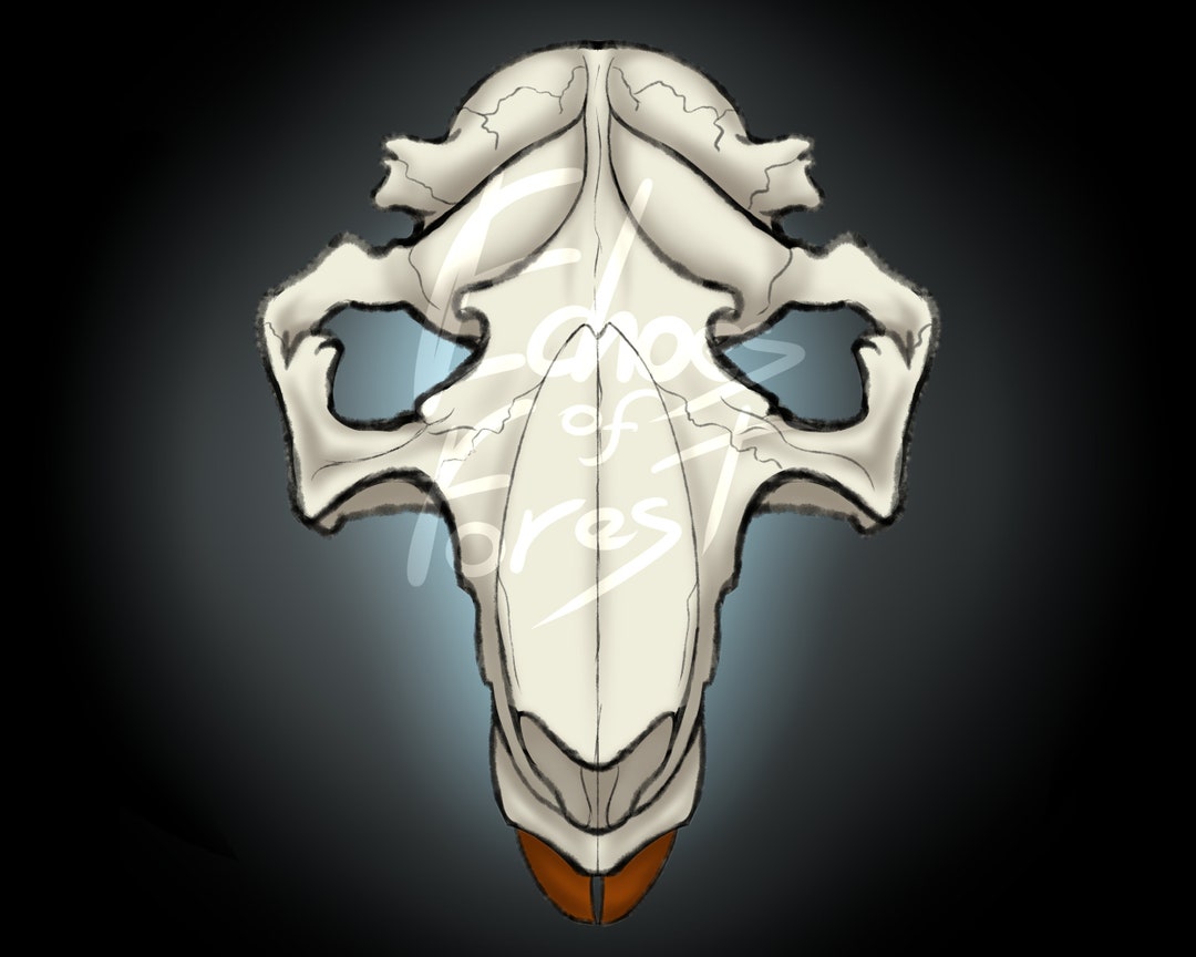 DIGITAL DOWNLOAD | Beaver Skull Drawing | Digital Art | Transparent, No ...